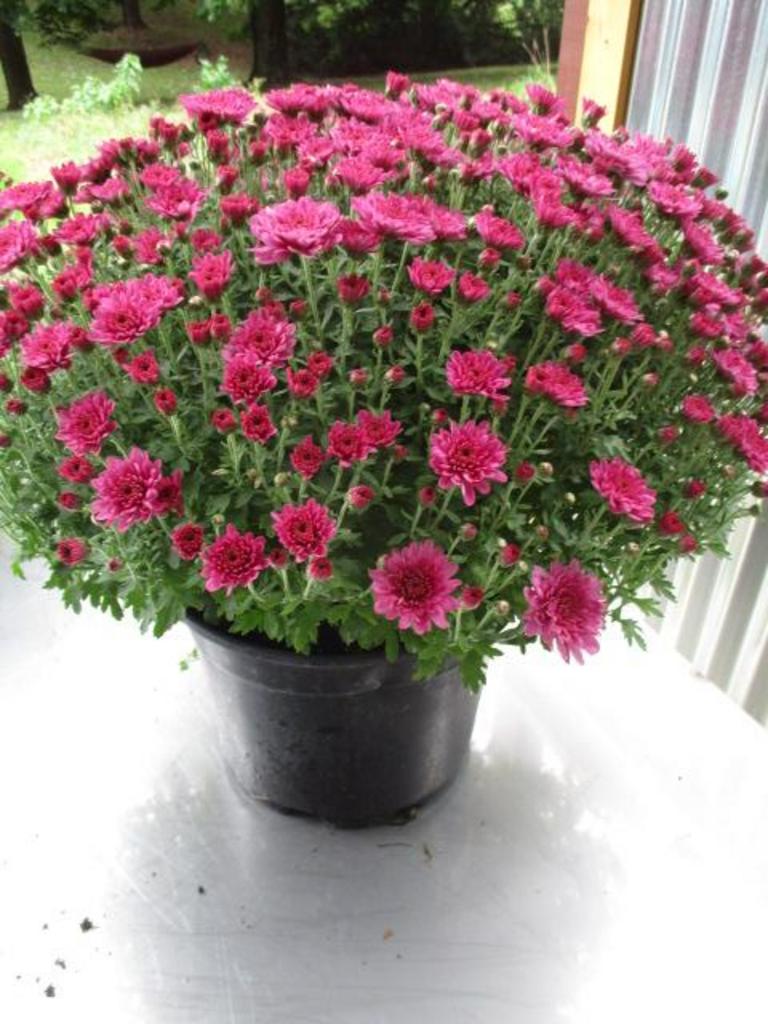 Auction Ohio | Pomona Violet Mums
