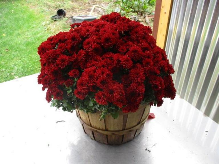 Auction Ohio | Power Red Mums