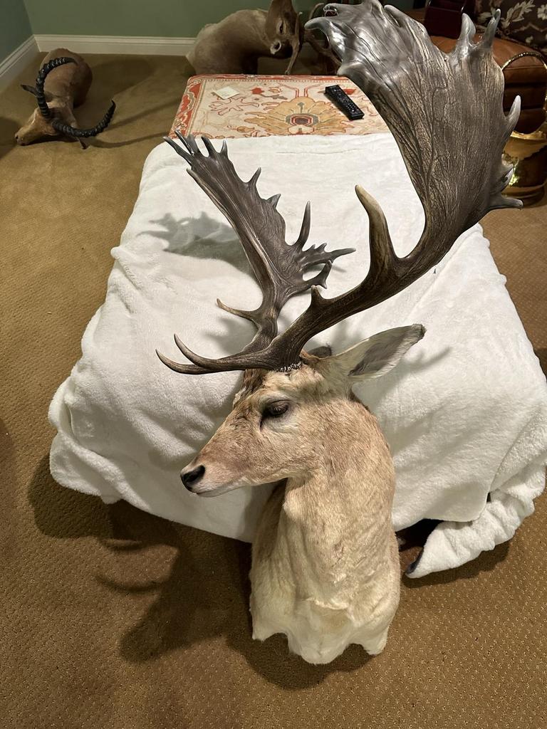 Auction Ohio | Fallow deer mount-lg paddles