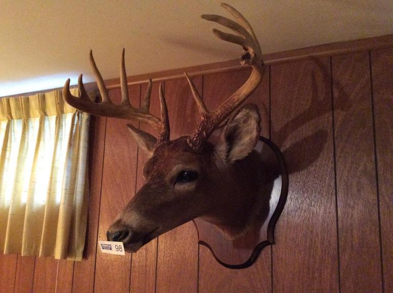 Auction Ohio | Mounted deer head